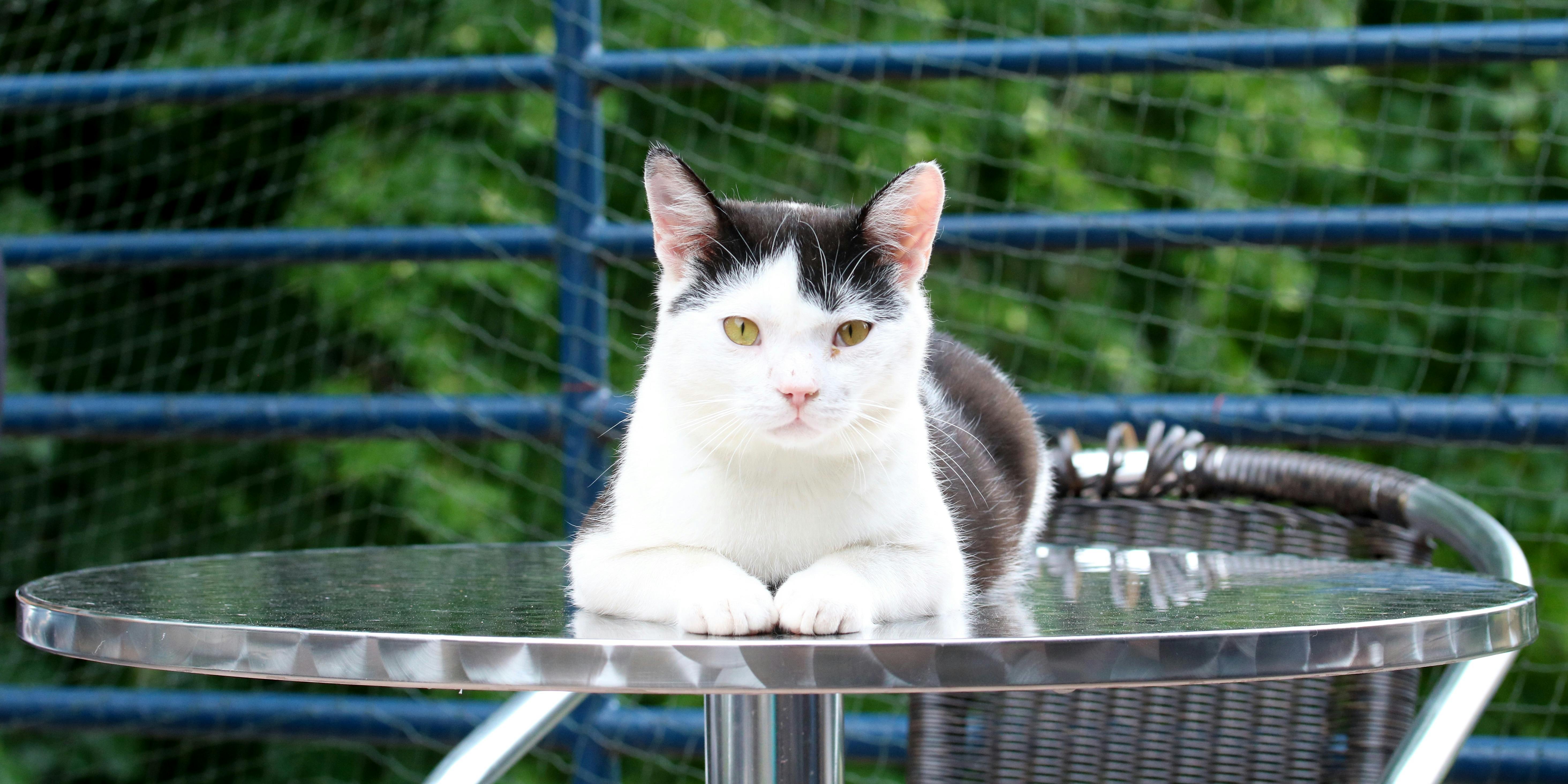 Animal Business Names + Free Logos