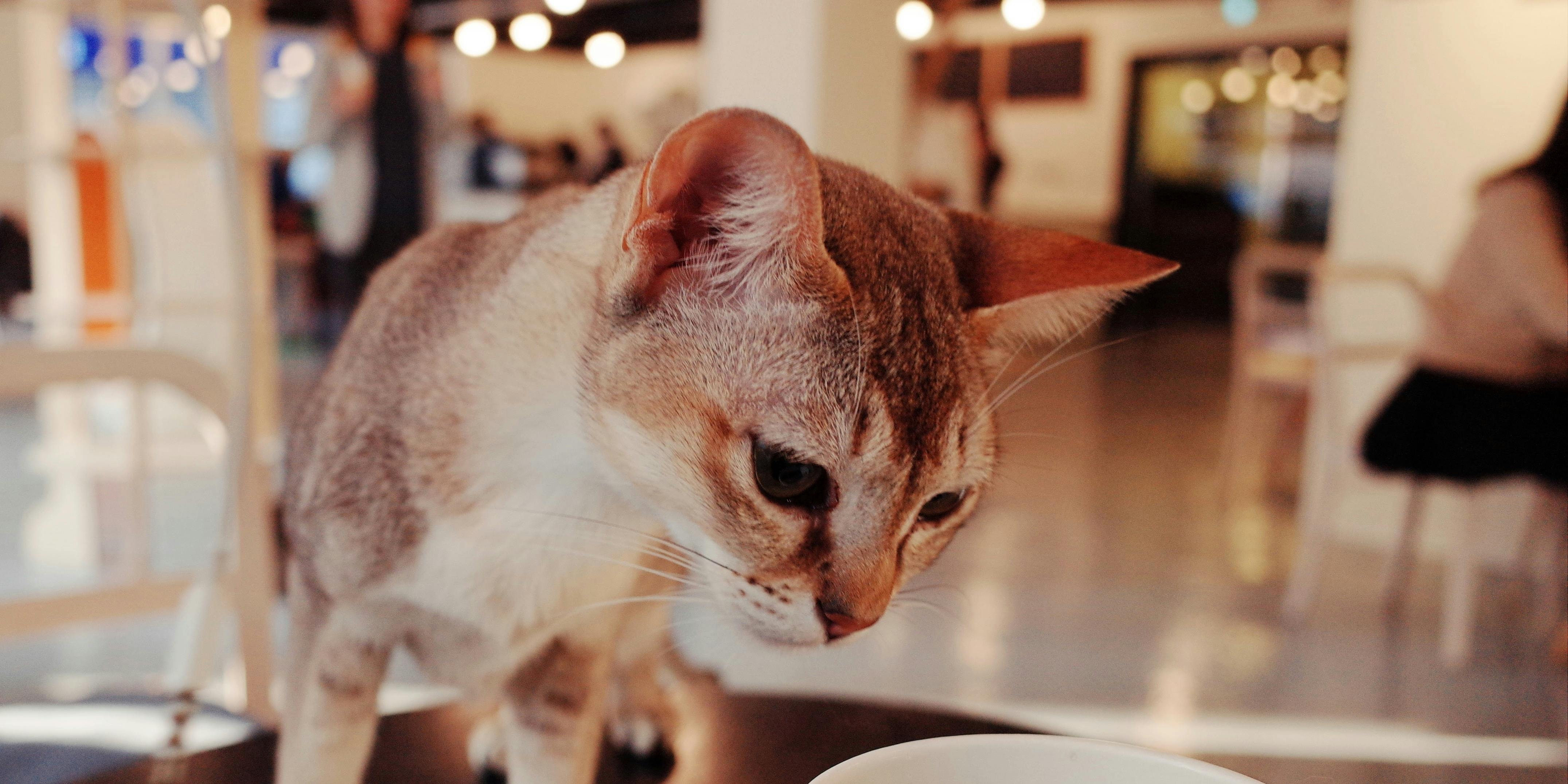 Cat Cafe Business Names + Free Logos