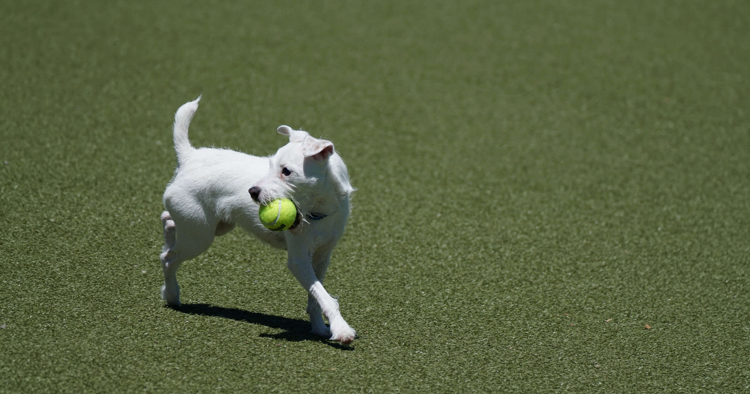 Dog Park Business Names Dog Park Business Names