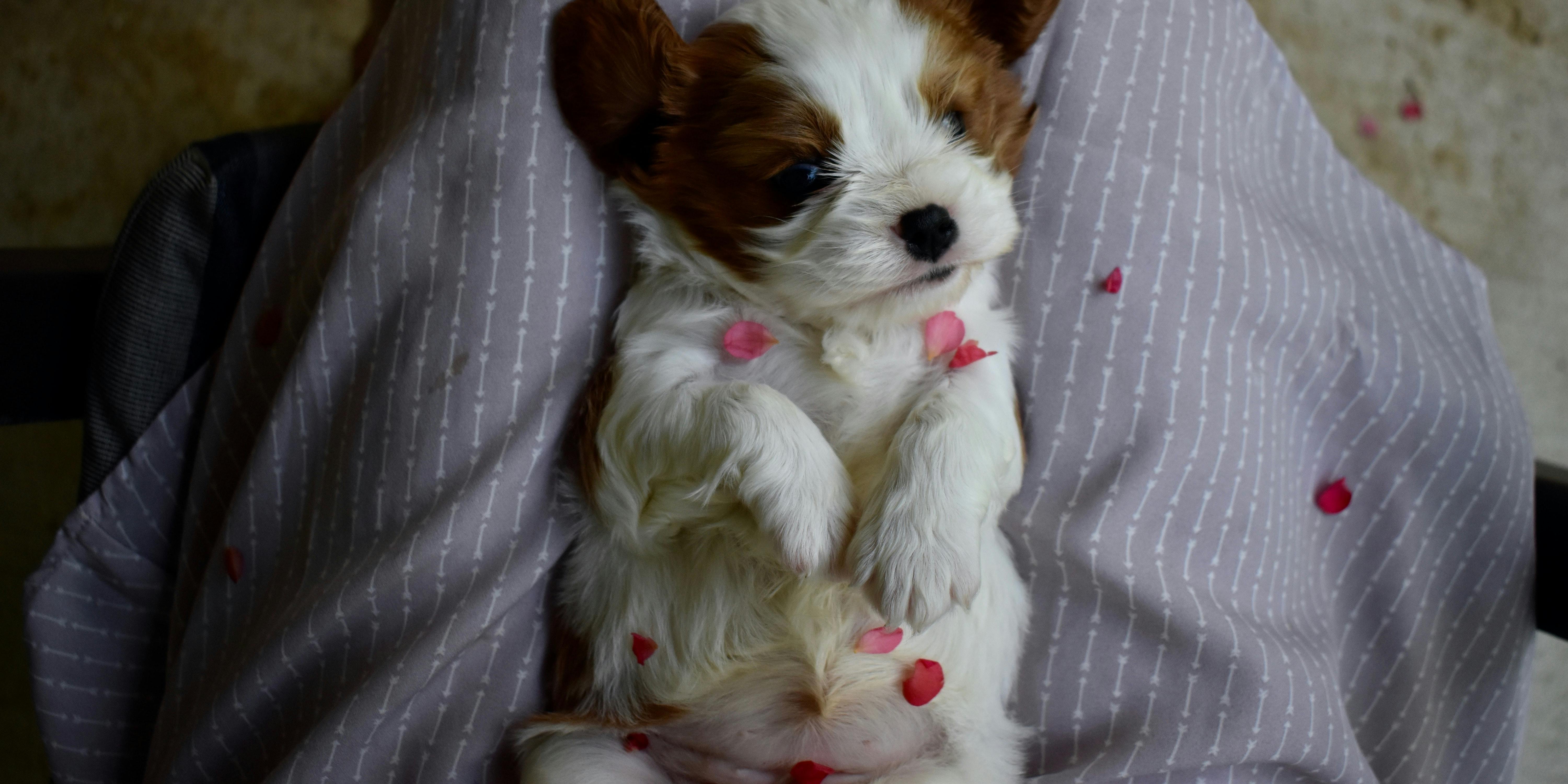 Pet Sitting Business Names + Free Logos