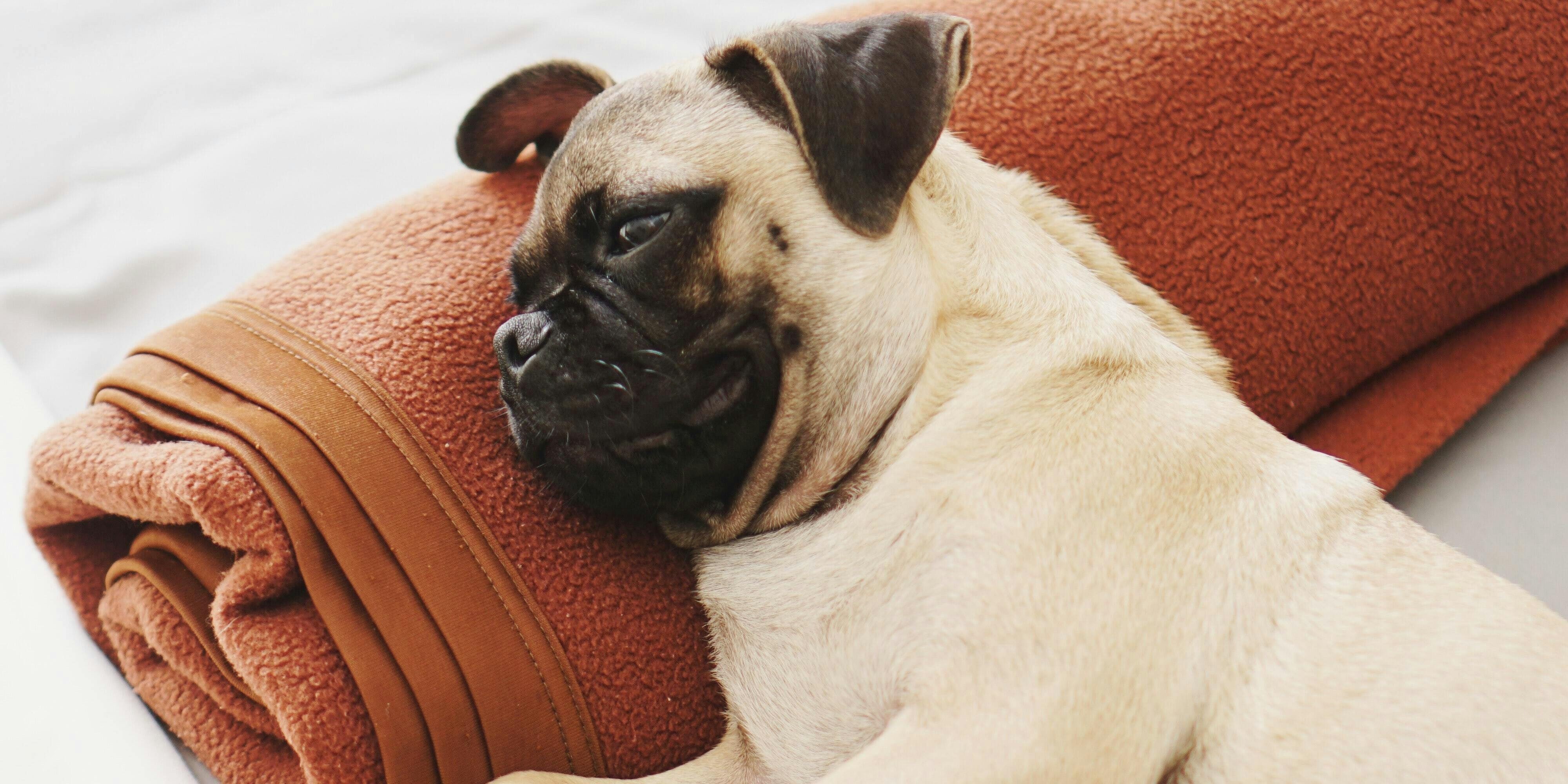 Pet Spa Business Names + Free Logos