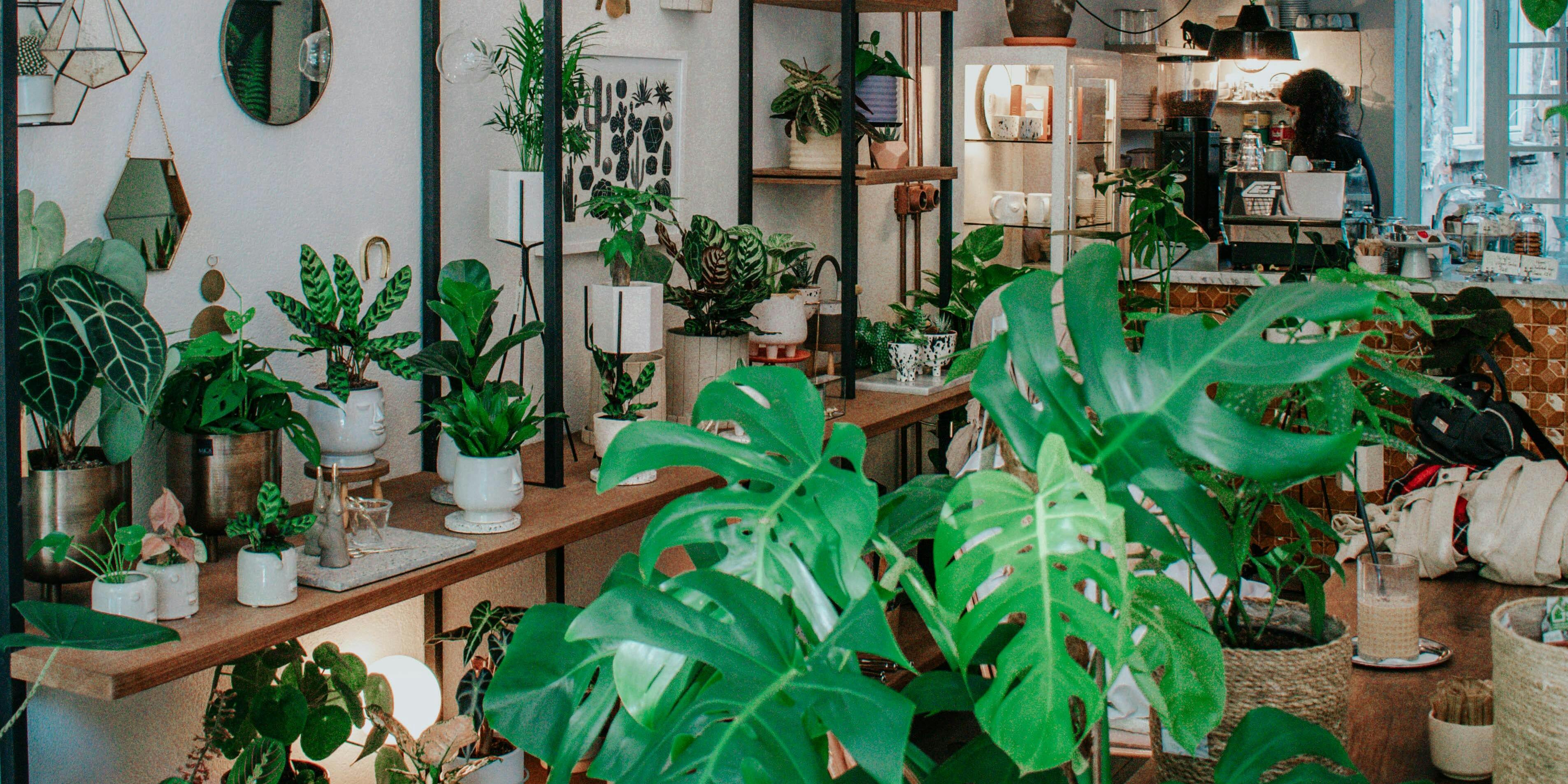 Plant Shop Names + Free Logos