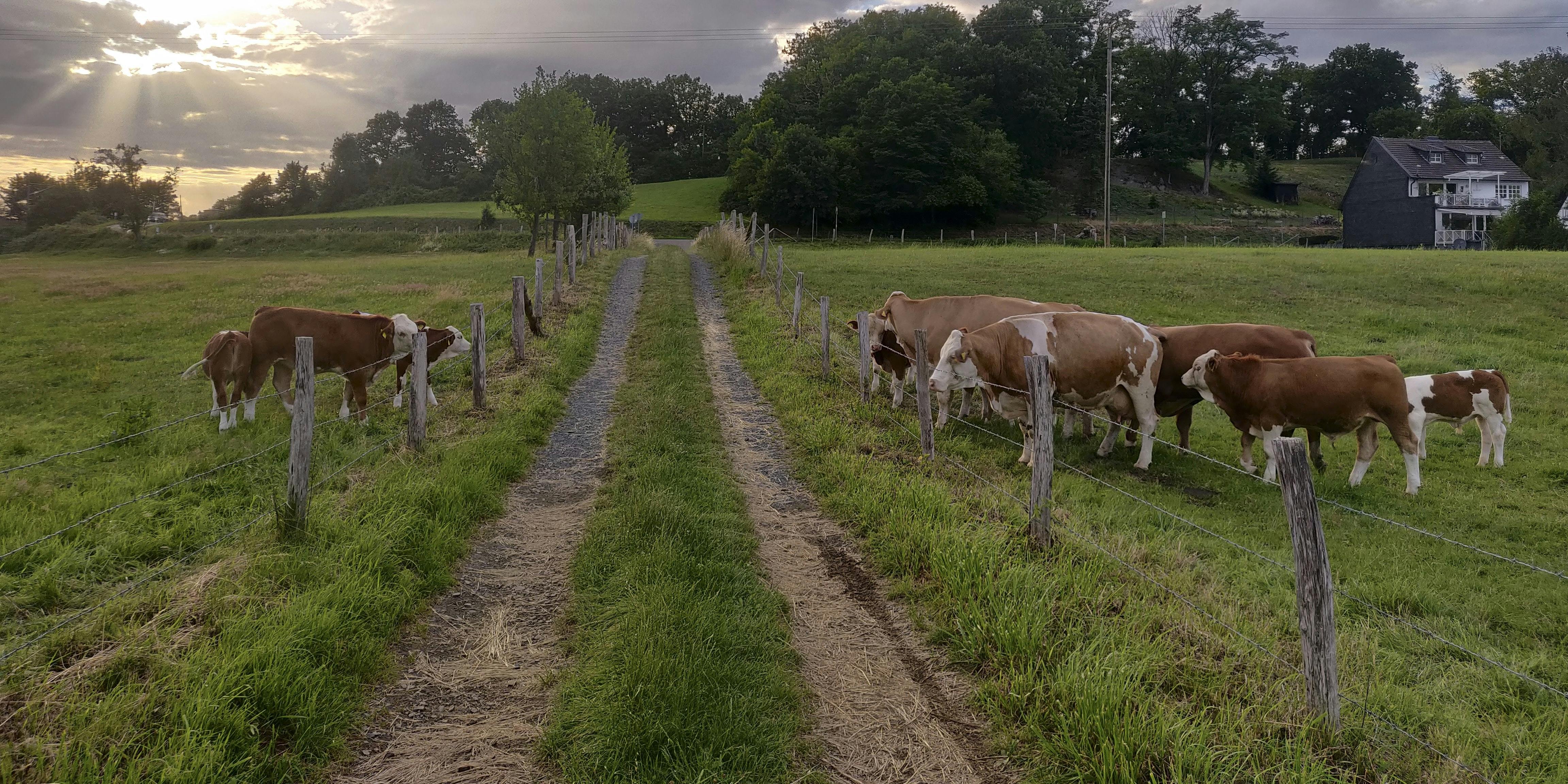 Ranch Business Names + Free Logos